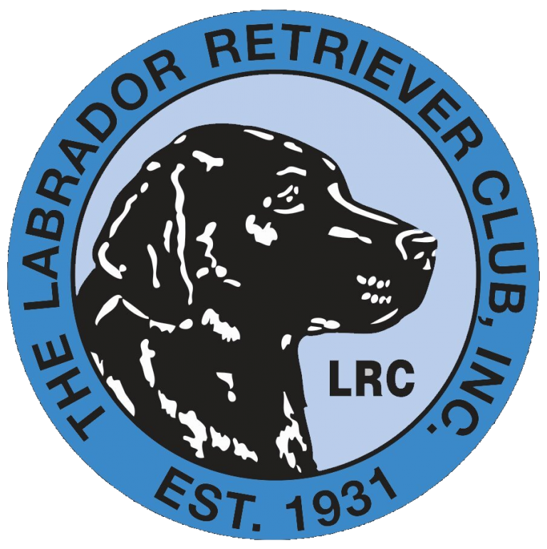 Purebred English Labrador Puppies - WhisperWind Labradors