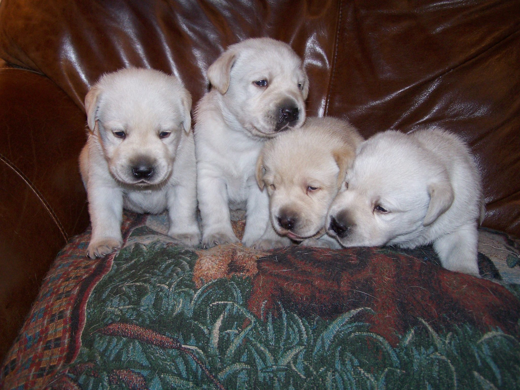 Adopt Your English Labrador Puppy - WhisperWind Labradors