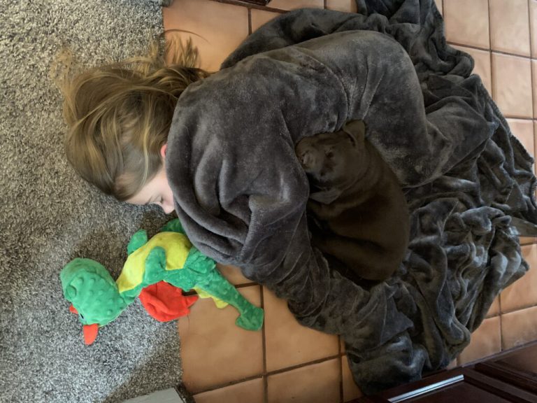 Purebred English Labrador Puppies - WhisperWind Labradors